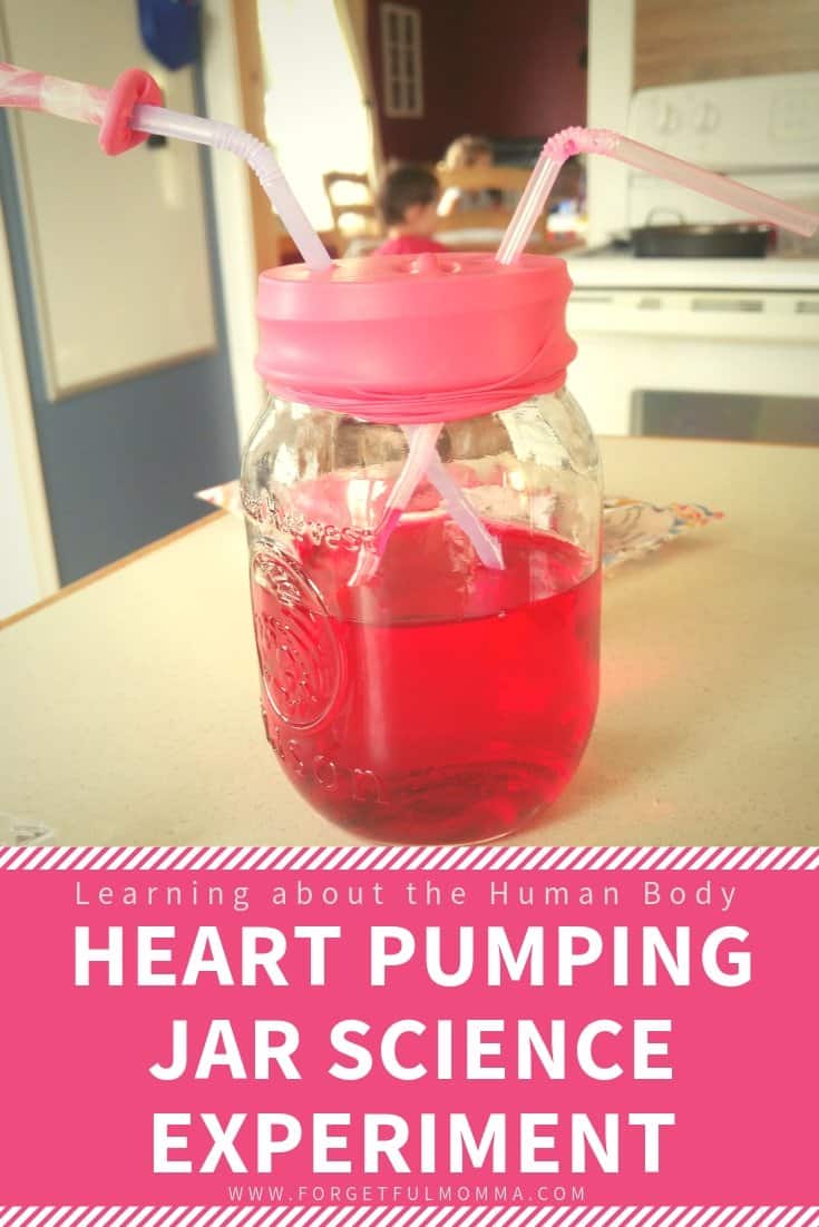 Heart Pumping Human Body Science Experiment Forgetful Momma Heart Pumping Human Body Science Experiment Forgetful Momma