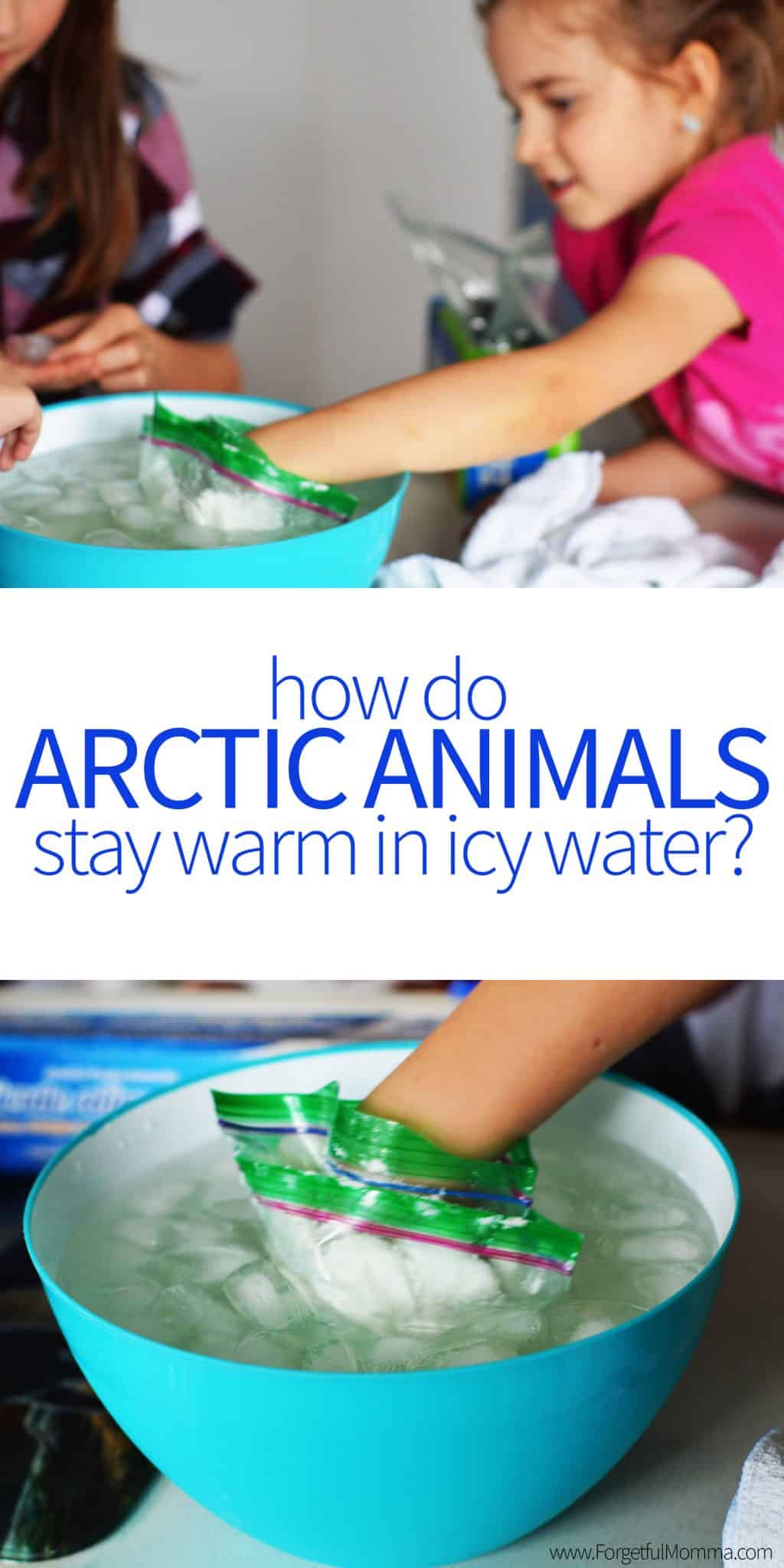 arctic-animals-science-experiment-forgetful-momma